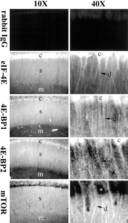A Rapamycin Sensitive Signaling Pathway Contributes To Long Term