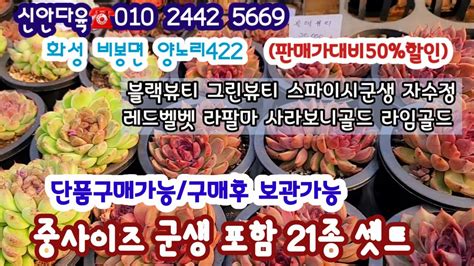 중사이즈군생 자수정 블랙뷰티 그린뷰티 포함21종정가대비50할인단품구매가능보관가능마르스 특대사이즈구매시 호주마리아특대군생선물succulents Plant 多肉植物