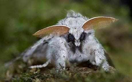 Venezuelan Poodle Moth — Facts Hoax Pictures Beauty Of Planet Earth