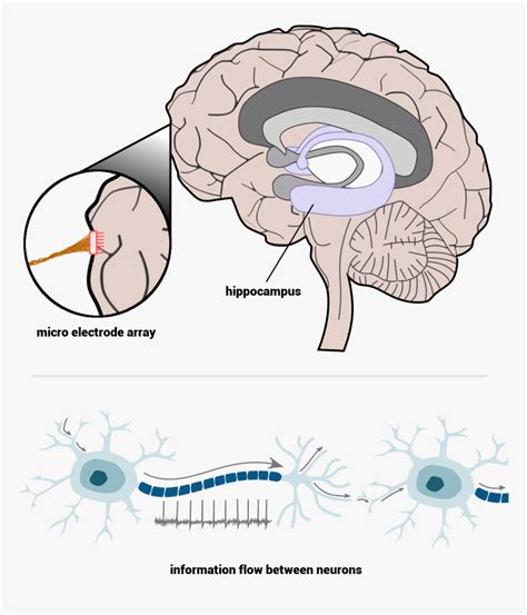 Cross Section Of The Human Brain Micro Electrode Array Brain Hd Png Cross Section Of The Human Brain Micro Electrode Array Brain Hd Png