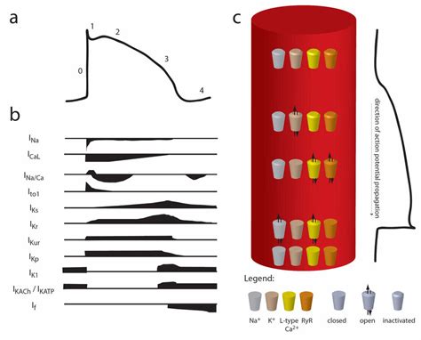 1 The Contributions Of Various Ionic Currents To An Action Potential Download Scientific