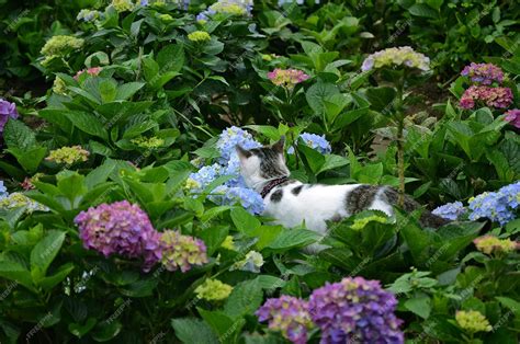 Premium Photo Hydrangea Macrophylla In The Garden