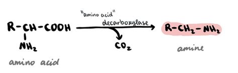 Tq 12 Decarboxylation Of Amino Acids Biogenic Amines And Their