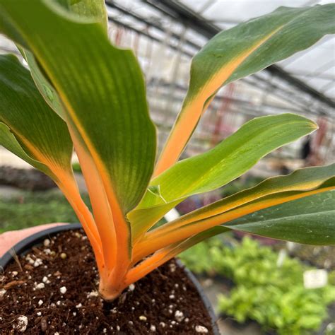 Chlorophytum Fire Flash