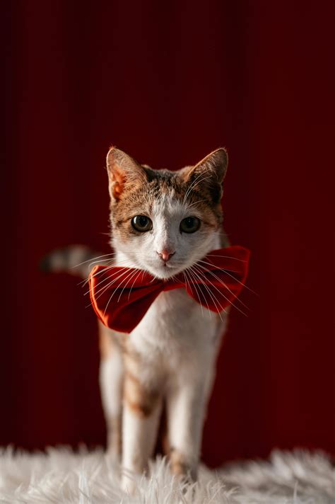 Cutegirlstelegraph Photos Download The Best Free Cutegirls