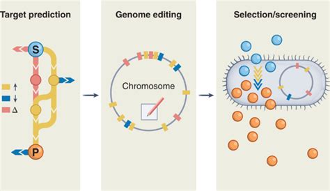 通过合理的基因组规模工程迈向下一代细胞工厂 Nature Catalysis X Mol
