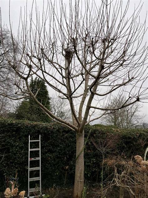 What Is Crown Reduction Pruning At Albert Glover Blog
