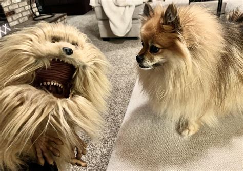 My Pom Looks Like Fizzgig From The Dark Crystal R Pomeranians