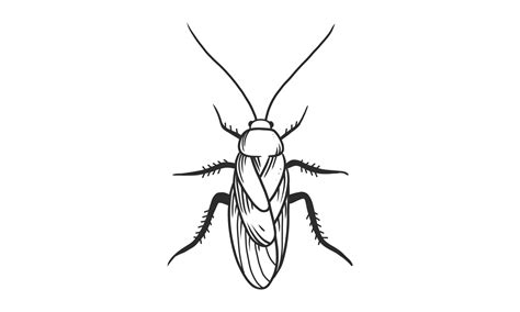Vector Lineart Illustration Of Cockroach On White Background Hand Drawn Top View Cockroach