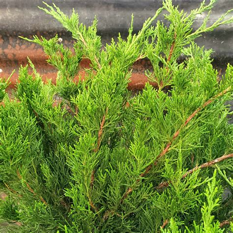 Juniperus Chinensis Monlep Mint Julep Juniper Brock Road Nursery Garden Centre And T Shoppe