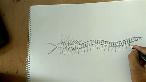 Centipede Diagram