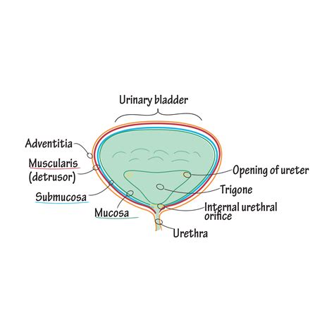 Bladder Drawing At Explore Collection Of Bladder