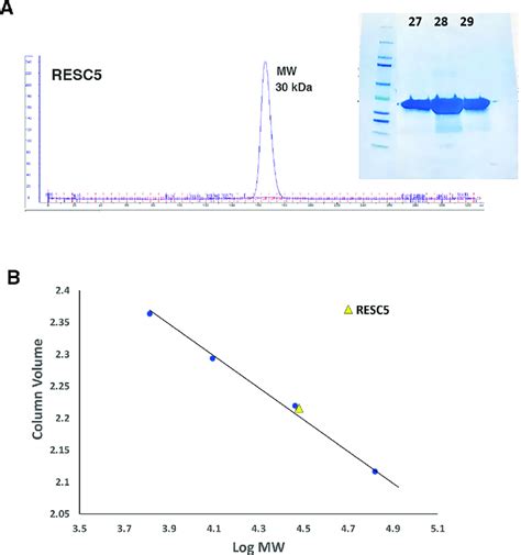 Size Exclusion Chromatography Sec Analyses Of Resc5 Reveals Monomer Download Scientific