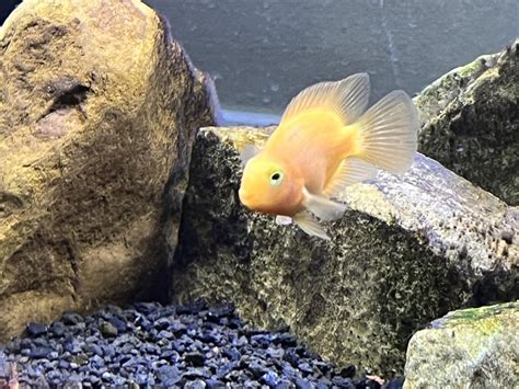 Can Anyone Tell The Gender Of This Parrot Fish Raquariums