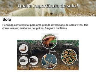 Resumos Power Point Interacao Entre Os Seres Vivos Pptx