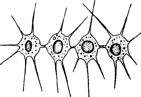 Department Of Botany Girraj Govt College Range Of Thallus Structure In Algae
