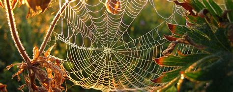 Най интересните факти за паяците Otrovi