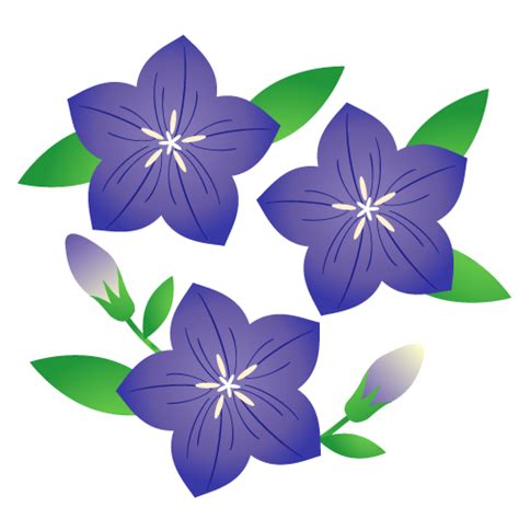桔梗の花イラスト