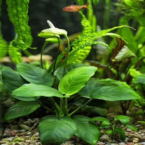 Анубиас бартера. Аквариумное растение. - купить с доставкой по выгодным ...