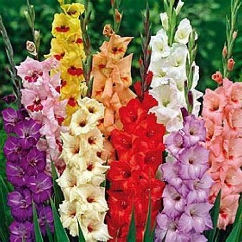 Гладиолусы. Когда и как сажать. | Bulb flowers, Gladiolus flower ...