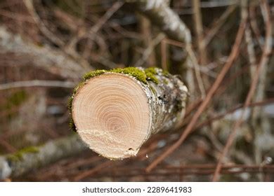 3 Thousand Cross Section Tree Branch Royalty Free Images Stock Photos Pictures Shutterstock