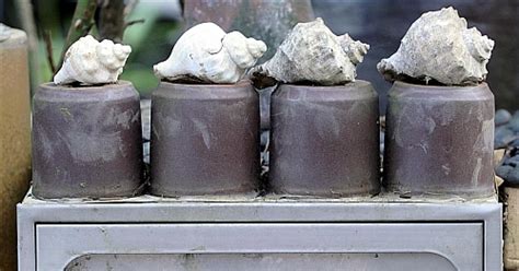 편지를 기다리는 소라껍데기