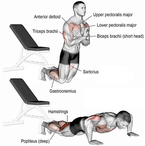 Nordic Hamstring Workout Eoua Blog