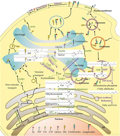 Ganglioside Sphingolipid Sphingolipid Metabolic Disorders Download Scientific Diagram