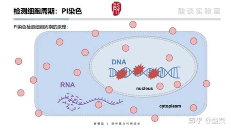 有救啦！cck 8、mtt、划痕实验 、transwell 实验、pi染色等14个实验，巨详细！ 知乎