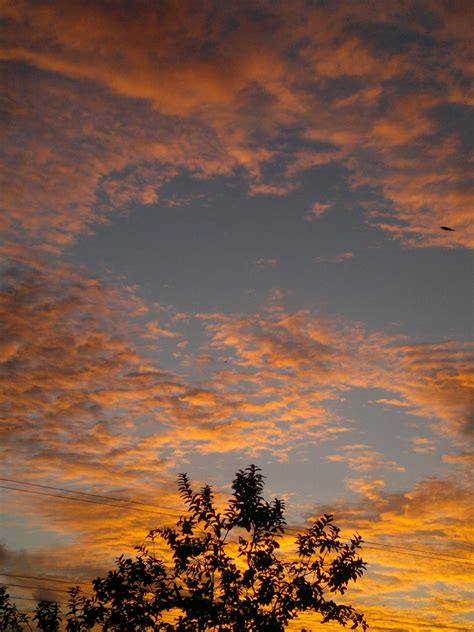 무료 이미지 천국 구름 분위기 분기 주황색 잔광 자연 경관 적운 작은 가지 아침에 붉은 하늘 일몰 황혼 해돋이 나무 Tints And
