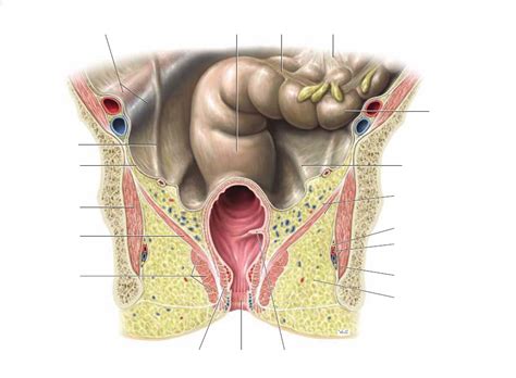 Rectum In Situ Diagram Quizlet