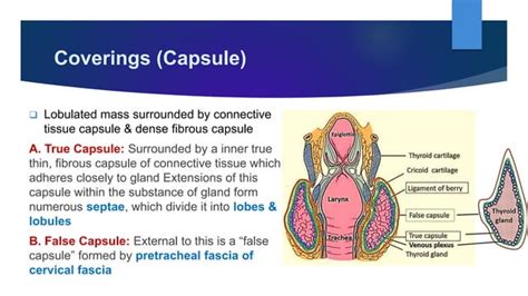 Thyroid Gland Gross Anatomy By Dr Rabia Inam Gandaporepptx