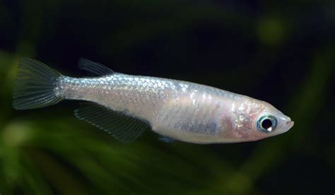 Assorted Medaka Nature Aquariums