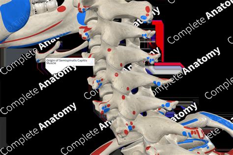 Origin Of Semispinalis Capitis Muscle Complete Anatomy