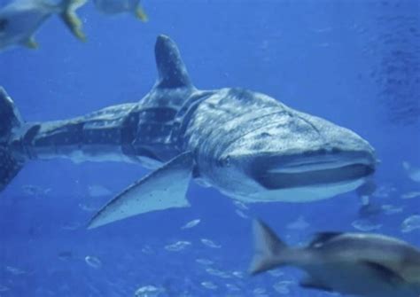 Phát Hiện Cá Nhám Voi Trong Thủy Cung Chỉ Là Robot Khiến Du Khách Tức Giật đòi Trả Vé Chuyện