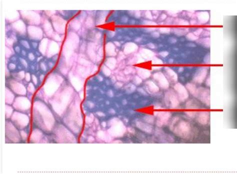 Ii Secondary Phloem Diagram Quizlet