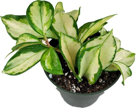 Hoya Carnosa Krimson Queen Variegated Assorted Colors Live