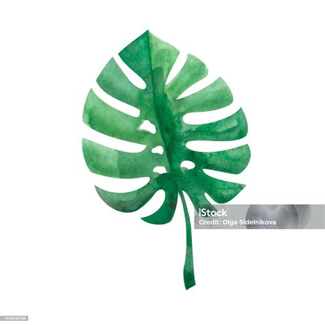 손으로 그린 녹색 몬스테라 잎의 수채화 그림 열대 단풍 정글 열대 우림 식물 0명에 대한 스톡 벡터 아트 및 기타 이미지 0