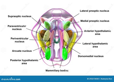 Hypothalamic Nuclei 3d Illustration 293272968
