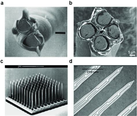 Conventional Neural Probes A Scanning Electronmicrograph Of A