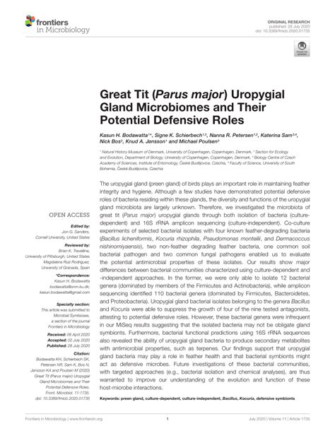 Pdf Great Tit Parus Major Uropygial Gland Microbiomes And Their