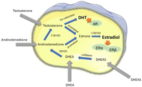 Genital Wound Repair And Scarring PMC