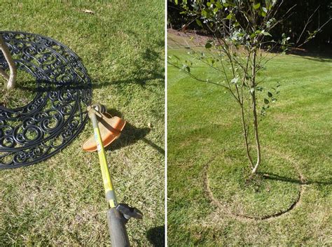 How To Install Rubber Tree Ring From Ballard Designs