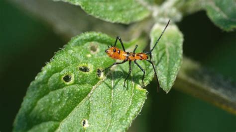 Leaf Footed Bug Nymph On A Leaf Stock Image Image Of Plant Beetle 220185051