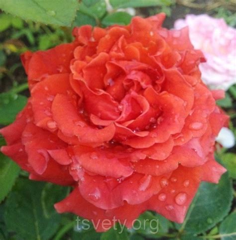 Чудесная роза, сорт Эль Торо | ПРИВЕТСТВИЯ и ПОЖЕЛАНИЯ, открытки на ...