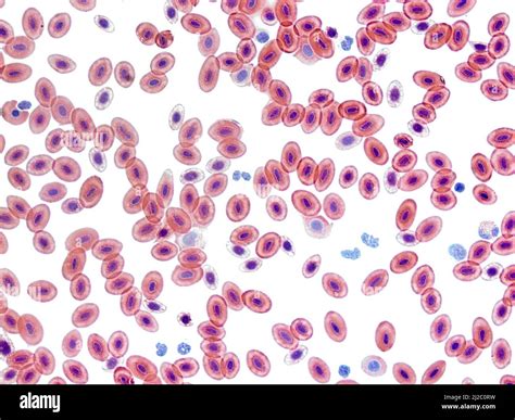 Sangue Di Rana Microscopia Leggera A Differenza Degli Eritrociti Di
