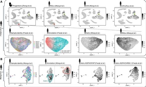 Mapping Human Adult Hippocampal Neurogenesis With Single Cell Transcriptomics Reconciling