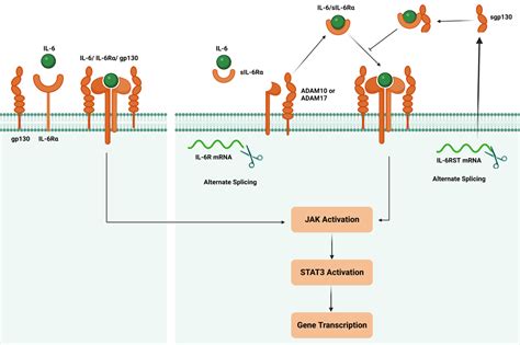 Cell Proliferation Signaling Pathway Youtube Signaling Cascades