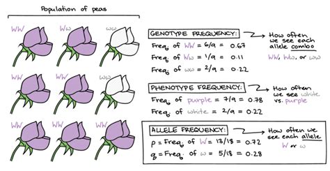 Darwinism Theory Definition And Examples Biology Notes Online