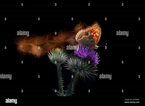 Motion Blur Effect Captures The Swift Movement Of A Butterfly Landing